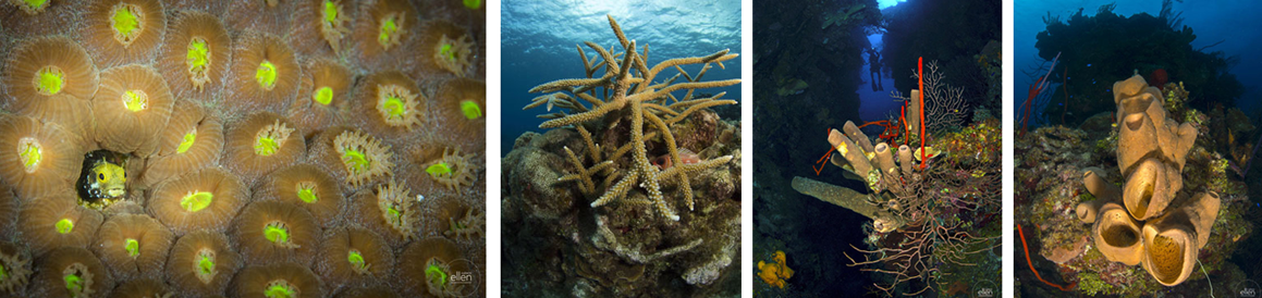 Blue Ocean Watch – Educate. Inform. Inspire.